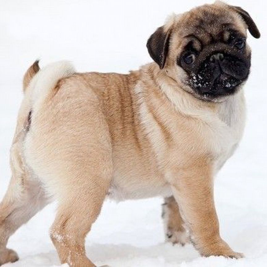 Детишки породы мопс