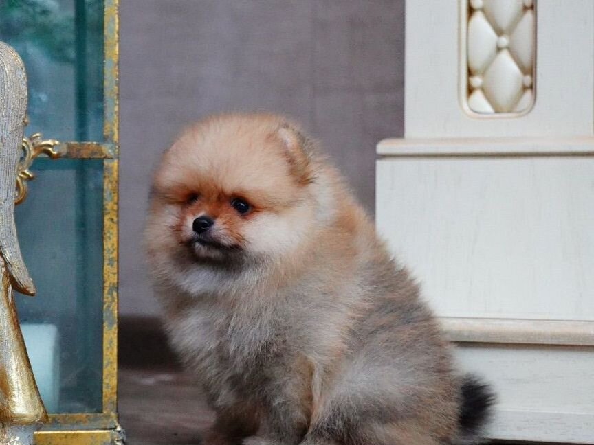 Померанский шпиц медвежьего типа