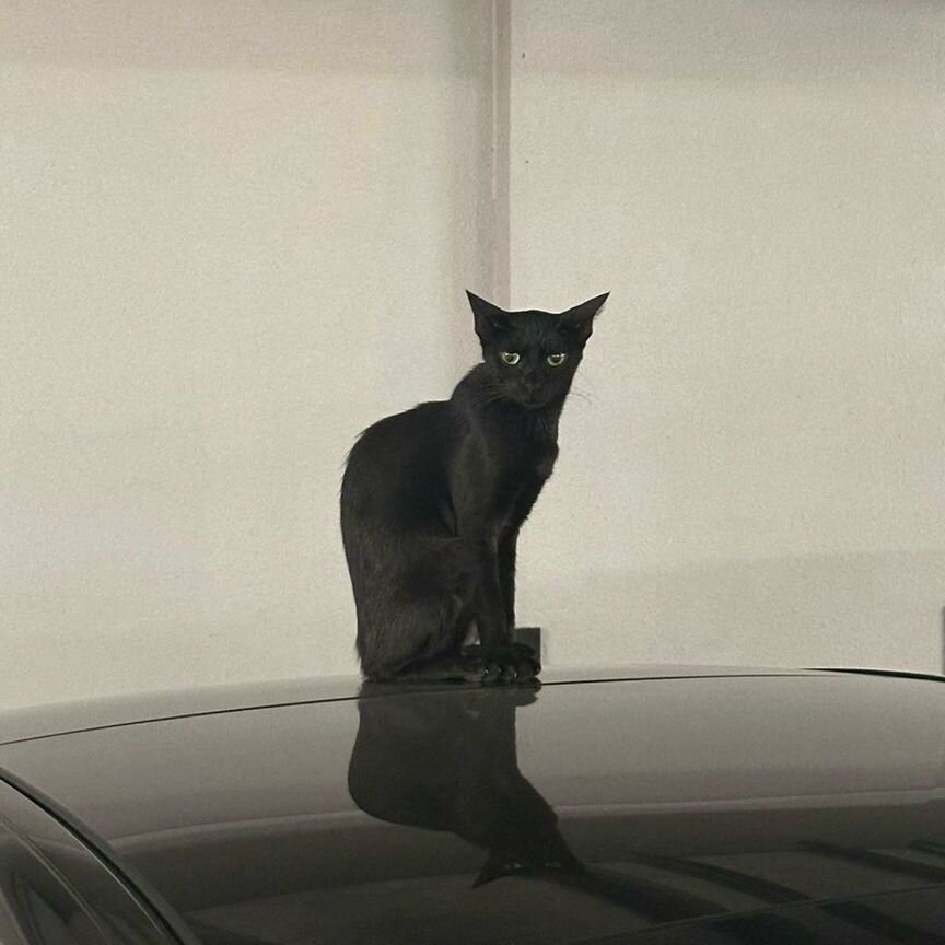 Кошка в дар, которая принесет Вам удачу