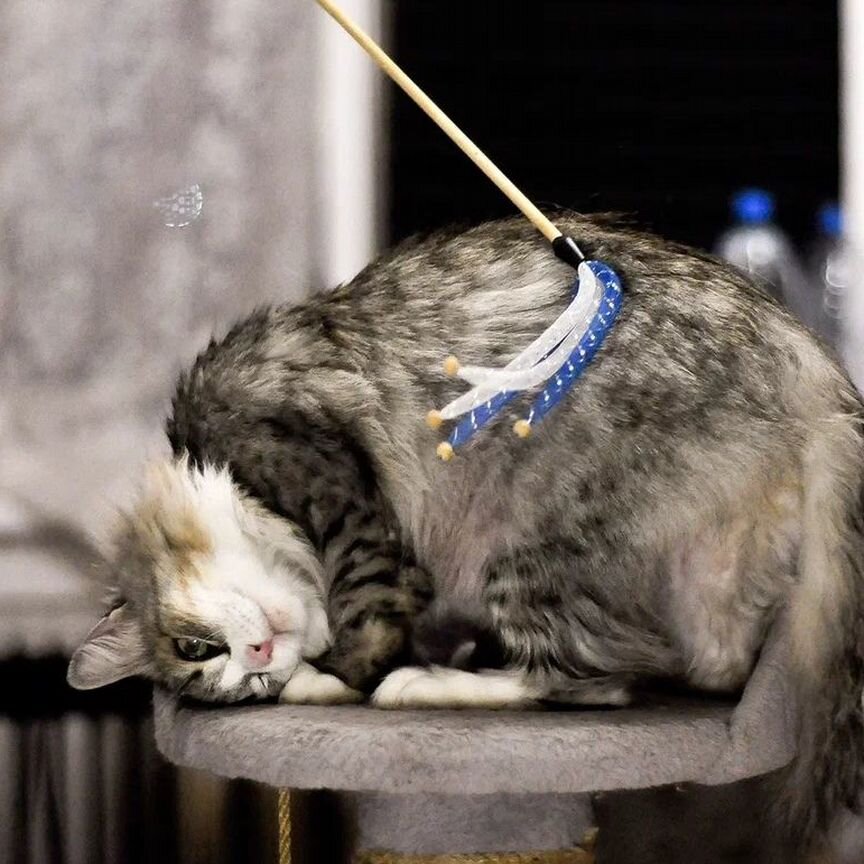 Пушинка ищет хозяев