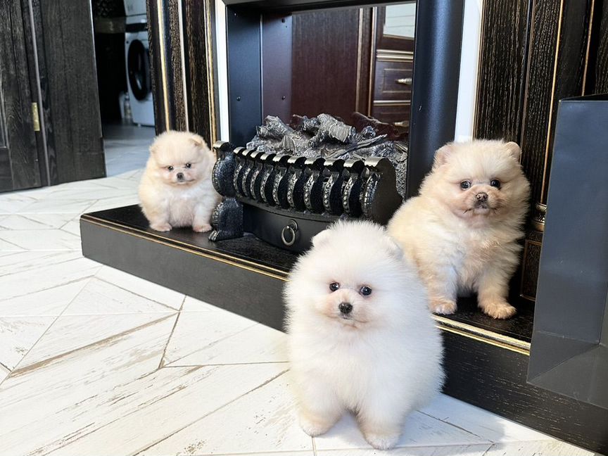 Три парня померанский шпиц