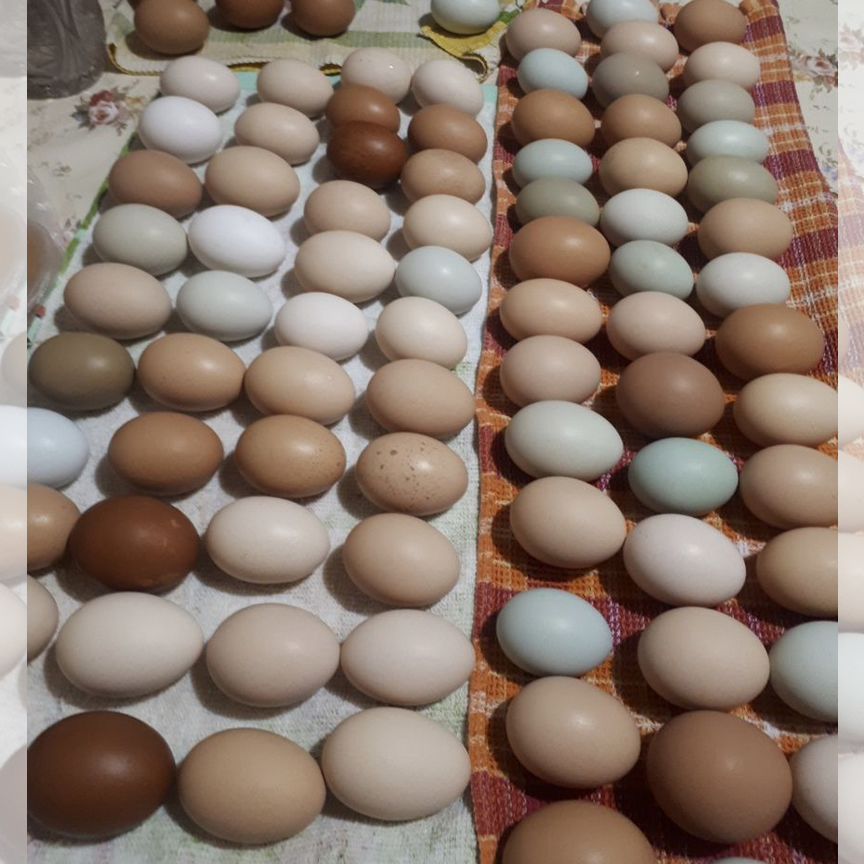 Инкубационное яйцо кур