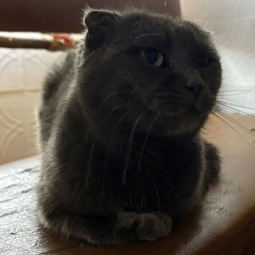 Шотландская вислоухая короткошёрстная кошка, взрослая