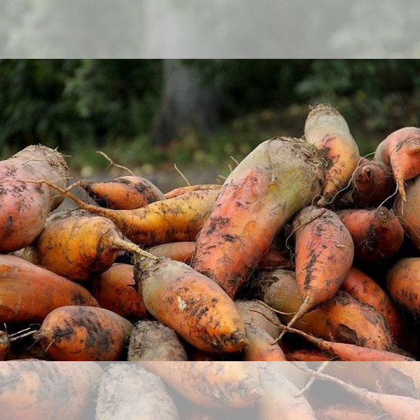 Кормовая свекла