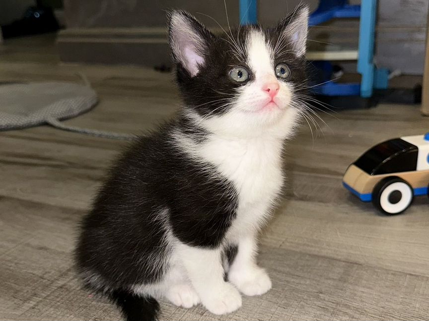 Котенок девочка Мята