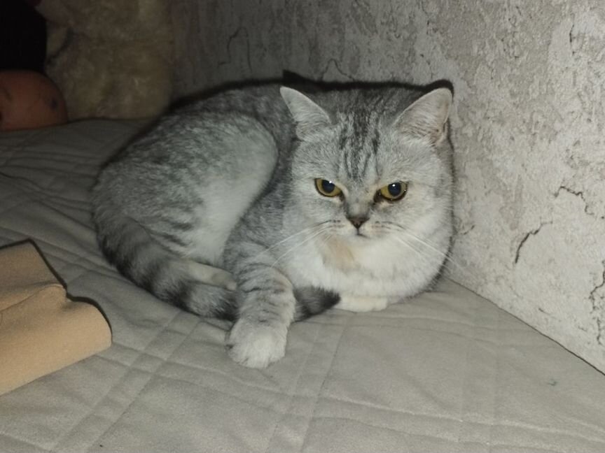 Потерялась кошка