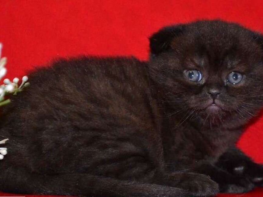 Шотландский медвежонок