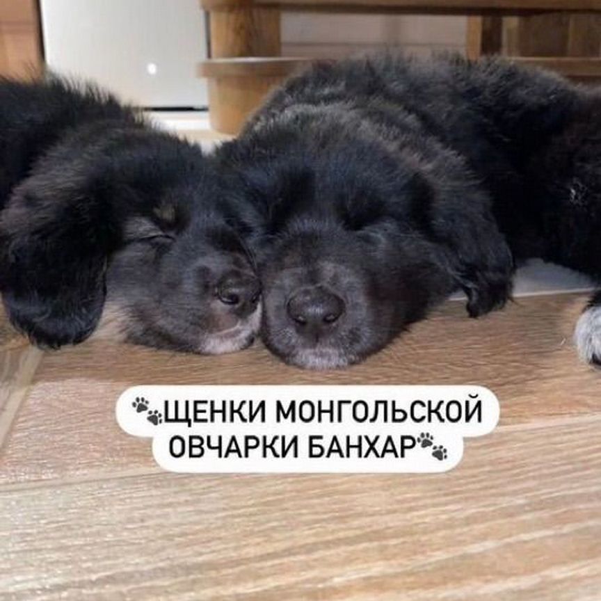 Щенки монгольский банхар