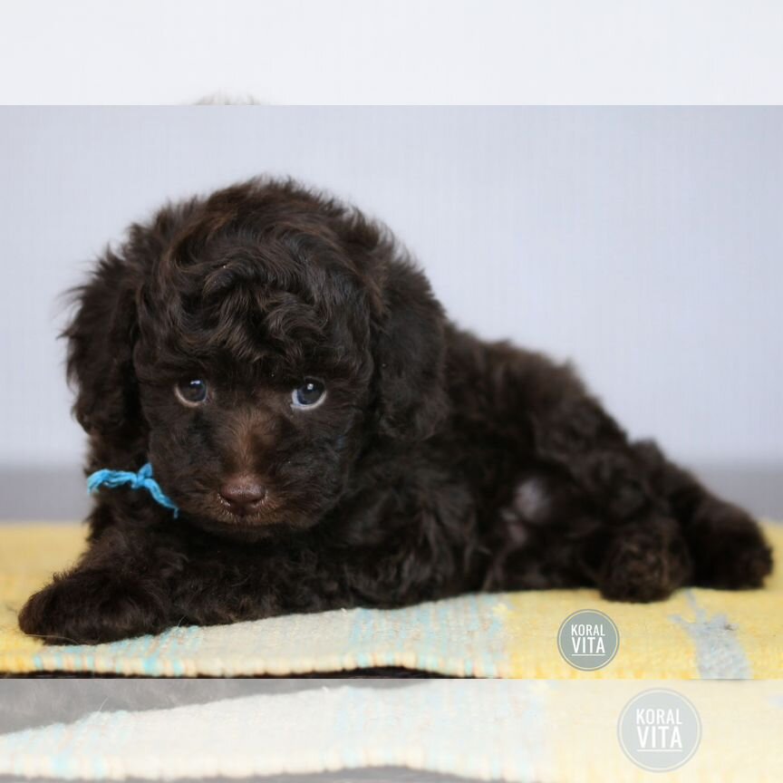 Пудельтой/мини