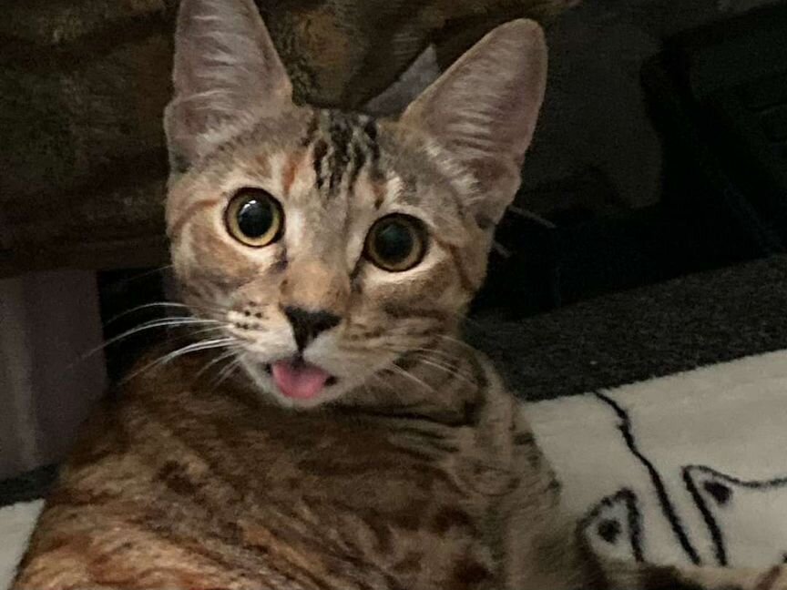 Кошка ложка