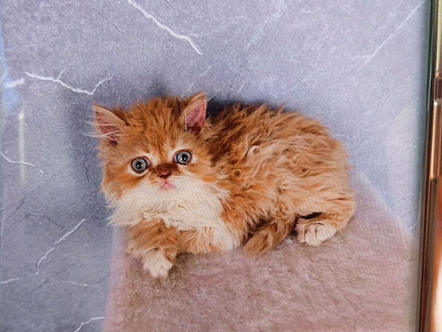 Персидский котёнок мальчик 2 мес