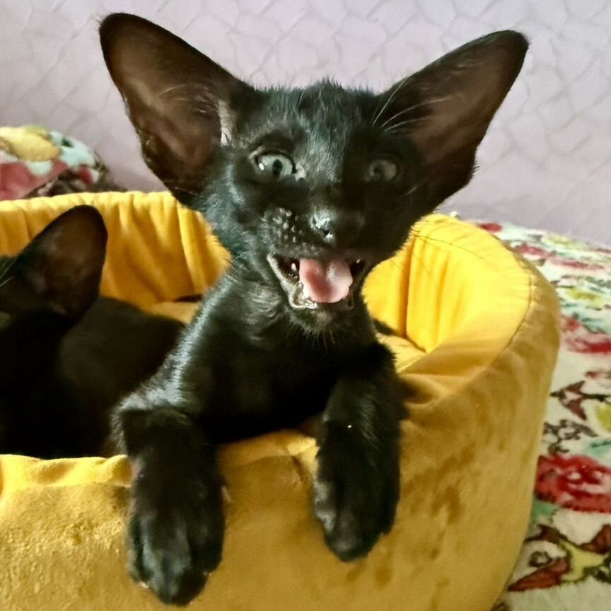 Ориентальный котёнок