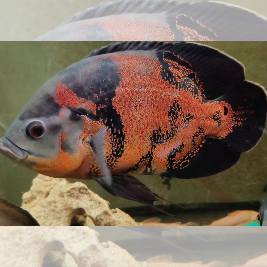 Малек астронотуса