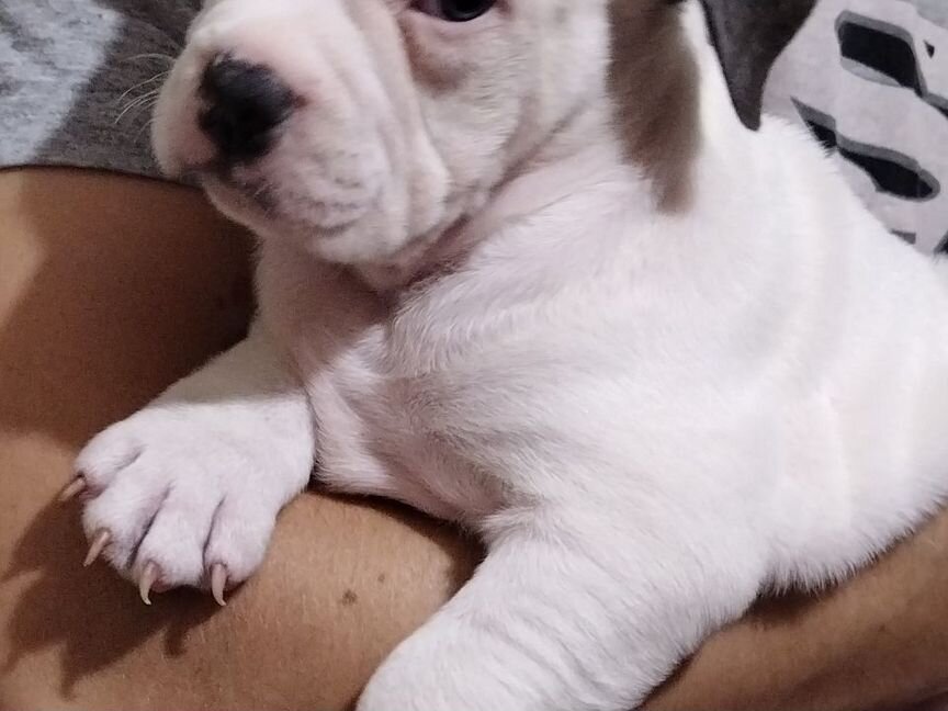 Ам. Булли мальчик