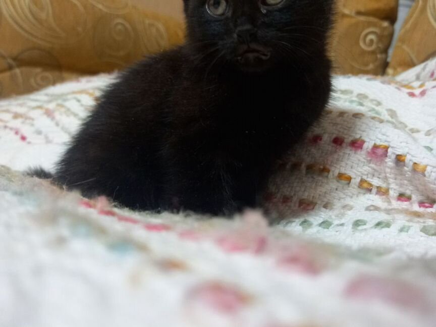 Кошки в добрые руки бесплатно