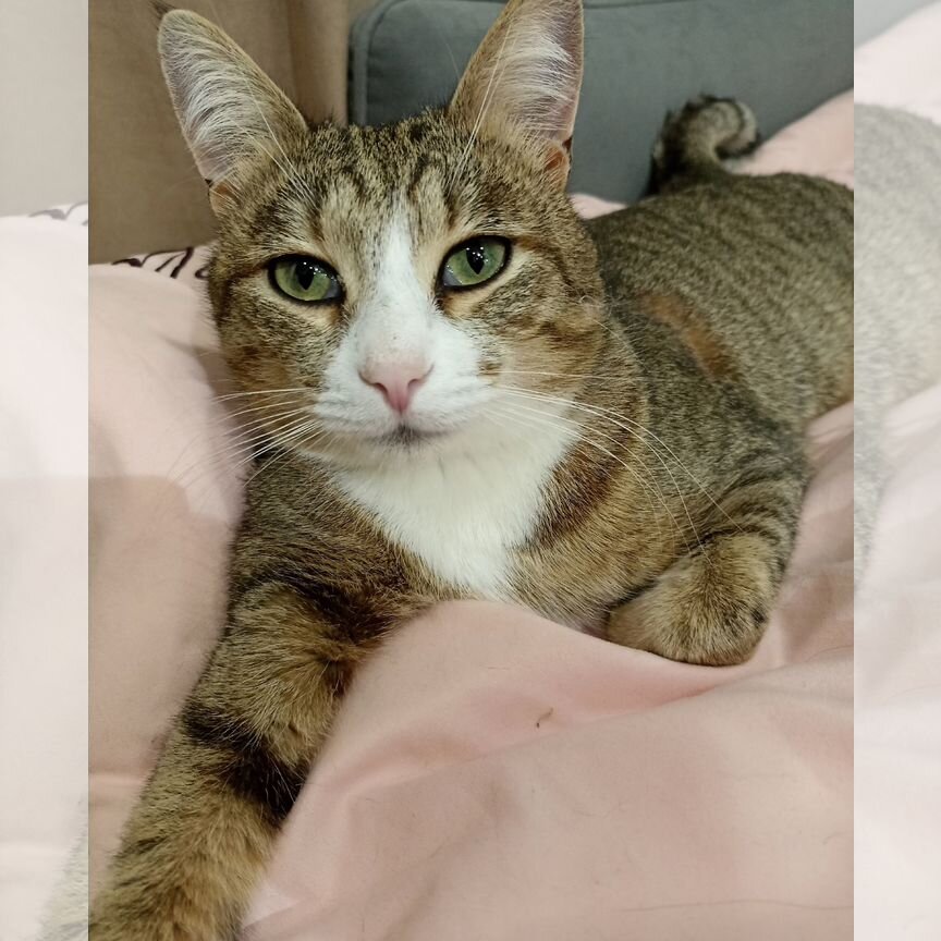 Взрослый кот в добрые руки