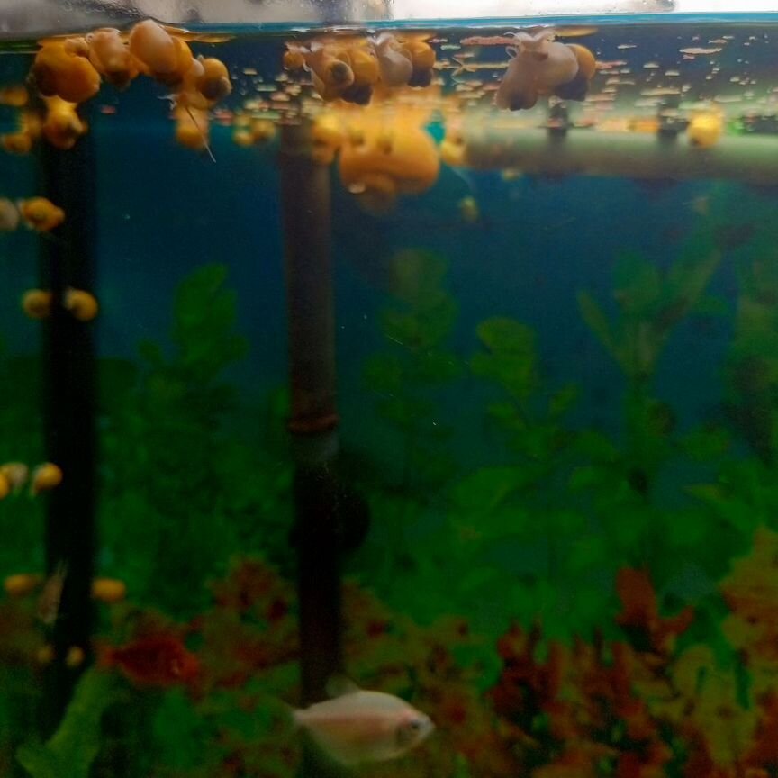 Улитки аквариумные ампулярии