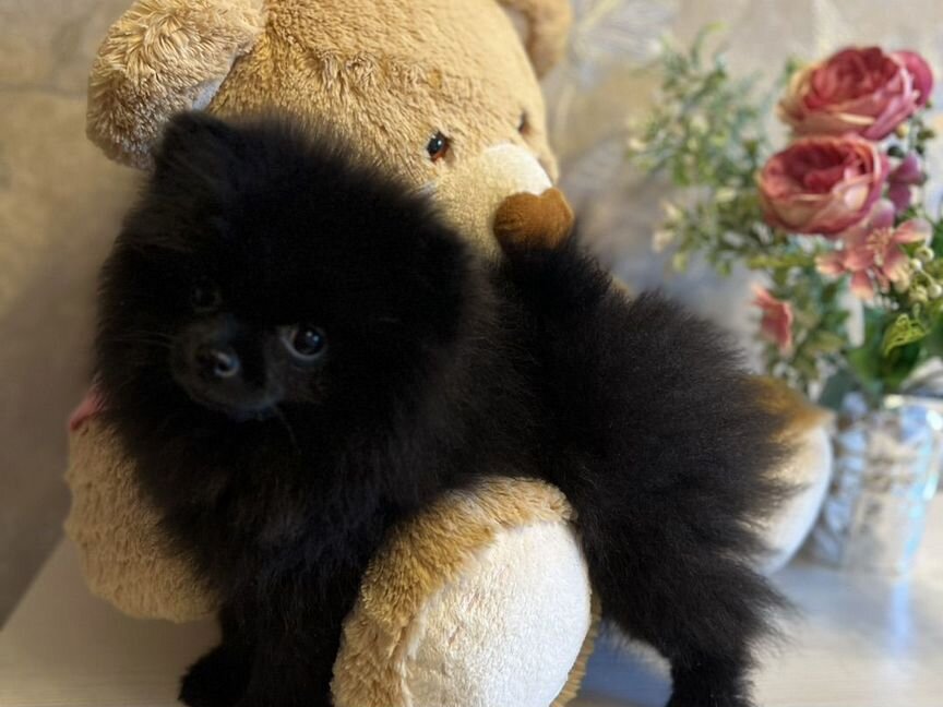 Померанский шпиц щенок