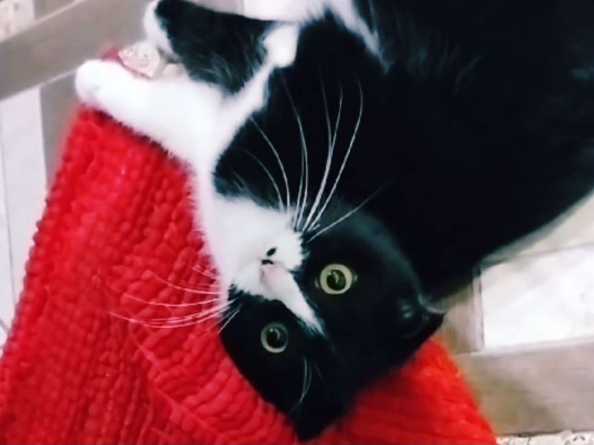 Кошка нужен частный дом в добрые руки