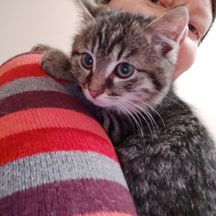 Котенок мальчик, спасённый с улицы в дар