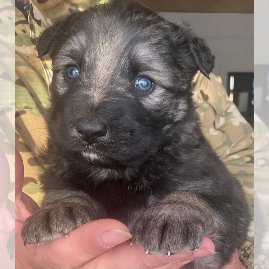 Восточноевропейская овчарка, щенок