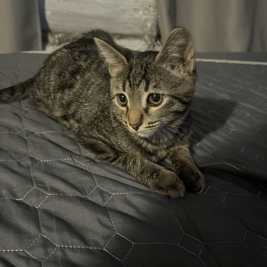 Помесь бенгала