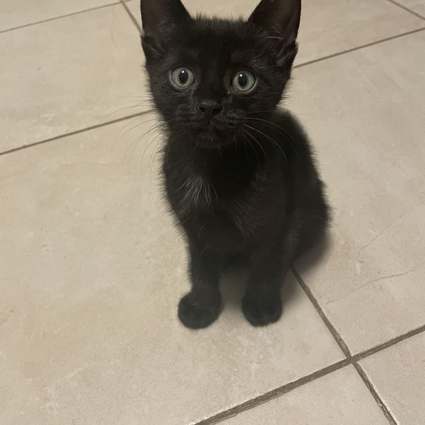 Котята в добрые руки бесплатно