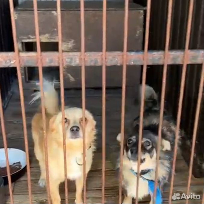 Маленькие собаки - выпуск на улицу в августе