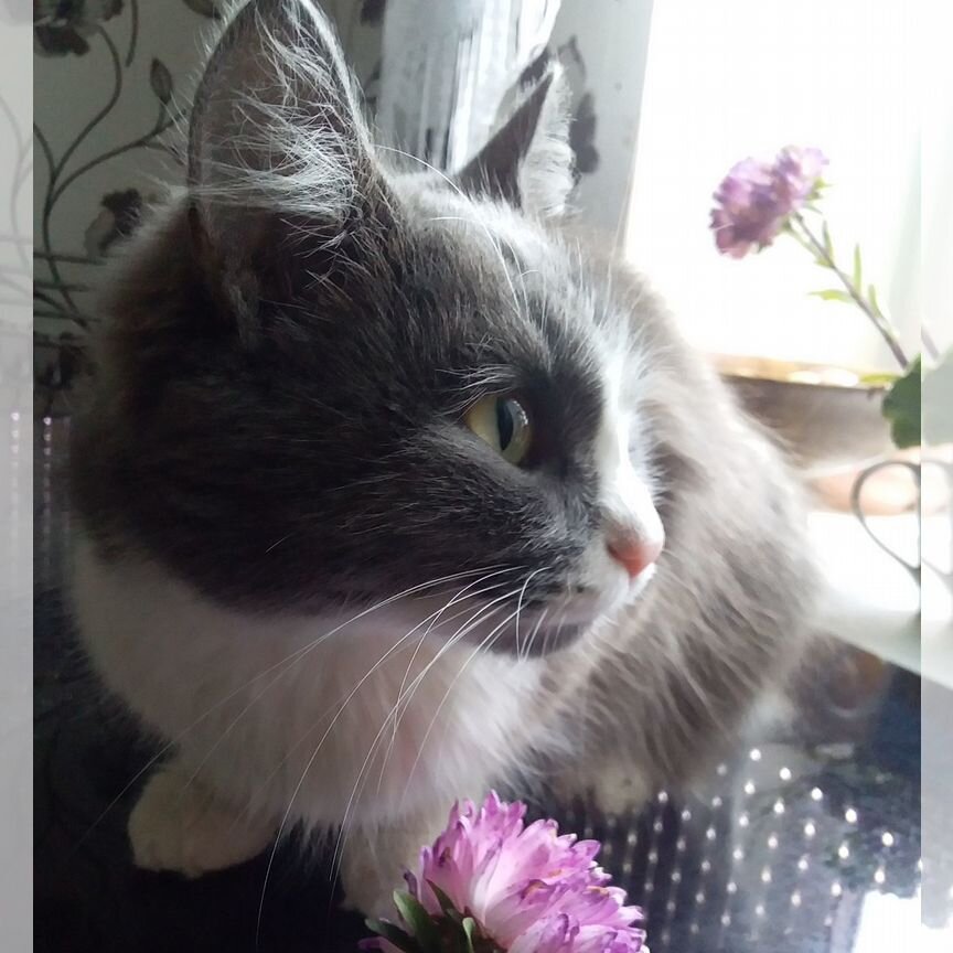 Котейка в дар