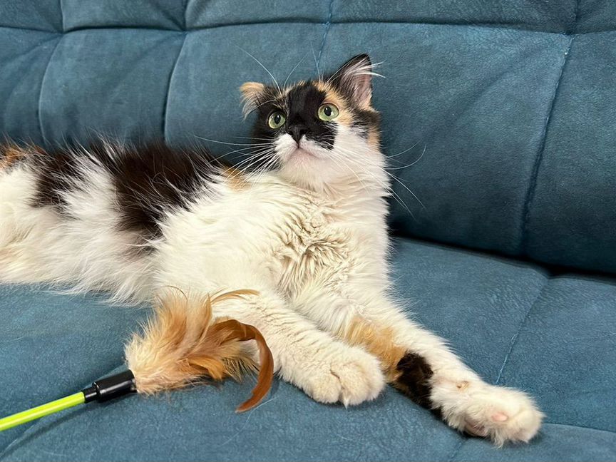 Кошка