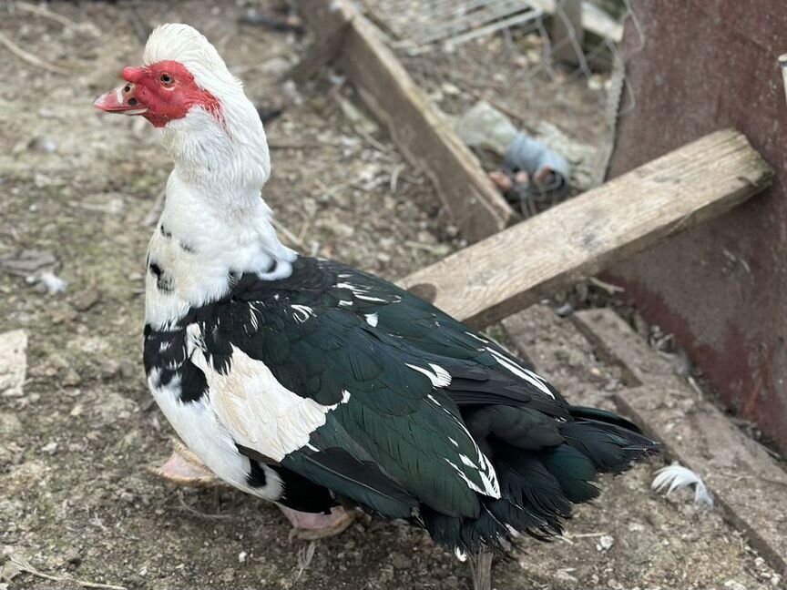 Селезни индоутки