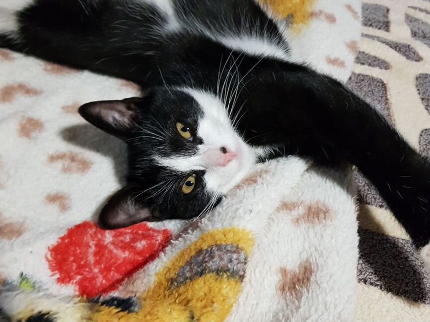 Котята в добрые руки