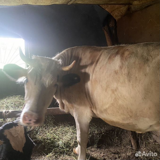 Телка 2 года стельная