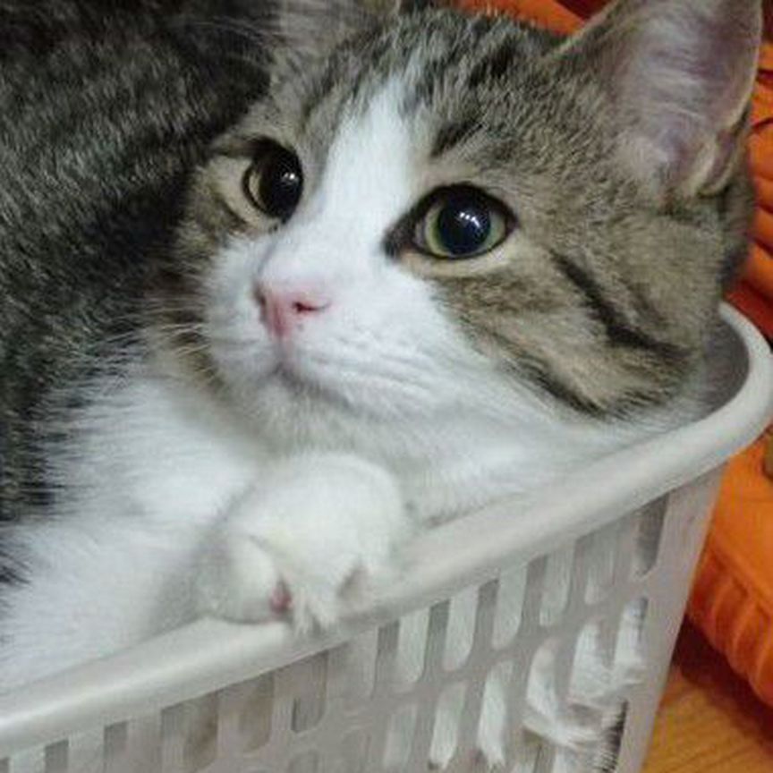 Григорий Коробкин