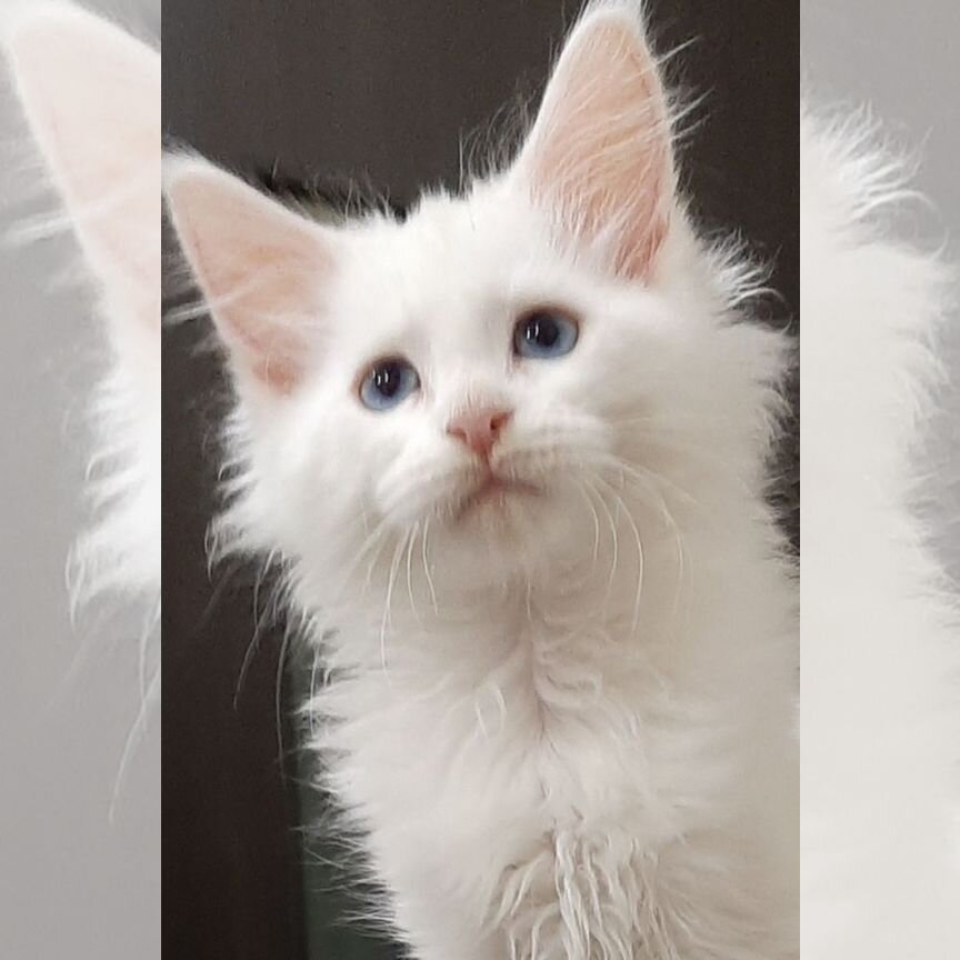 Котята мейн-кун