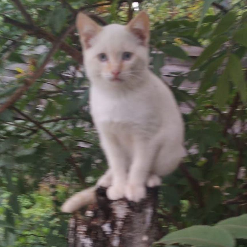 Тайские котята бесплатно