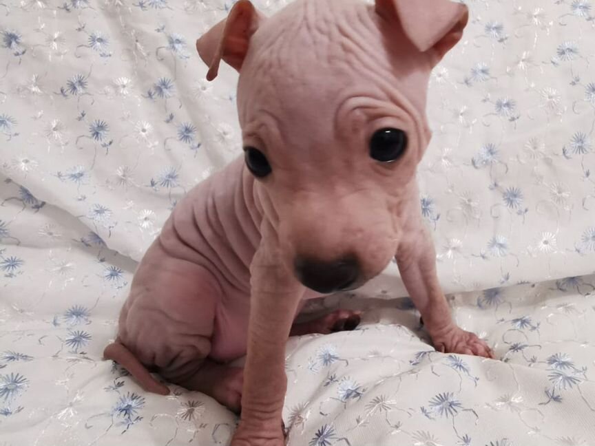 Агт щенки Американского Голого Терьера