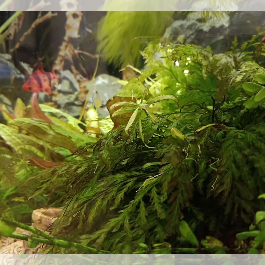 Криптокорина болбитис геделоти аквариум растения