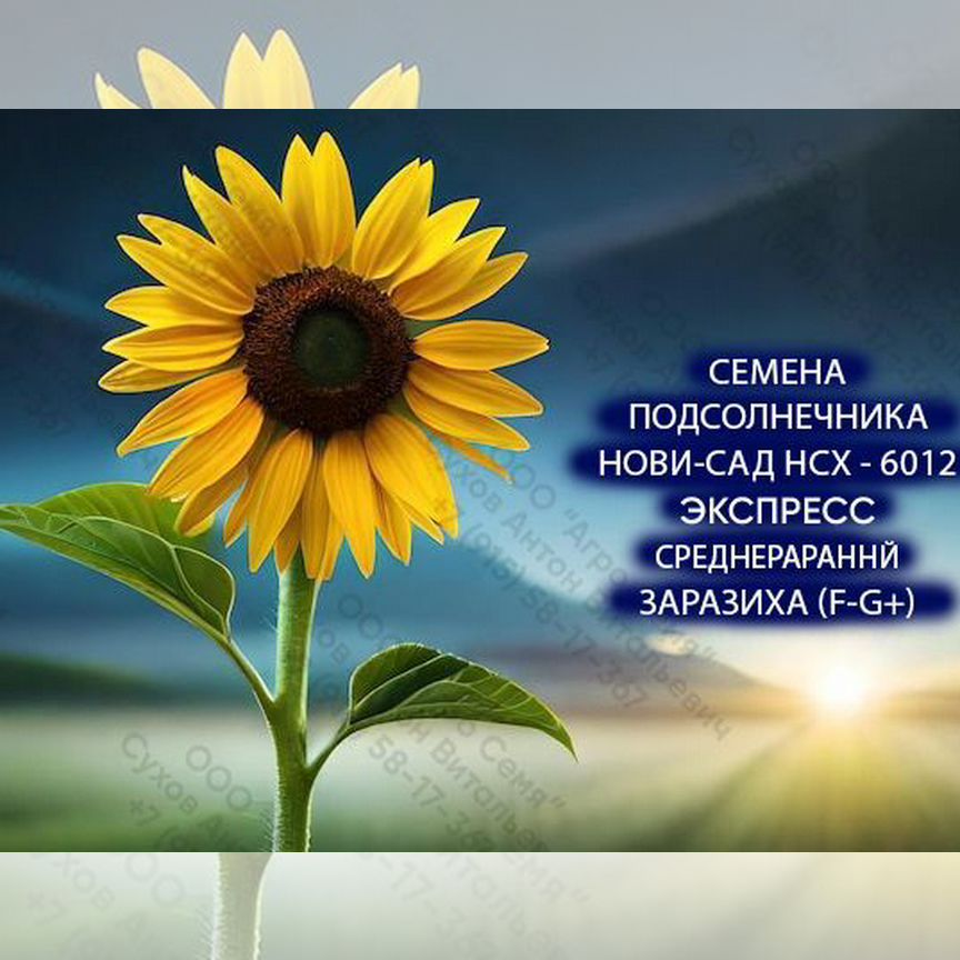 Семена гибрида подсолнечника HCX-6012