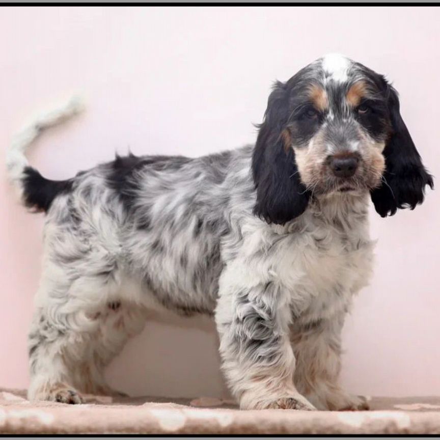 Английский кокер-спаниель, щенок