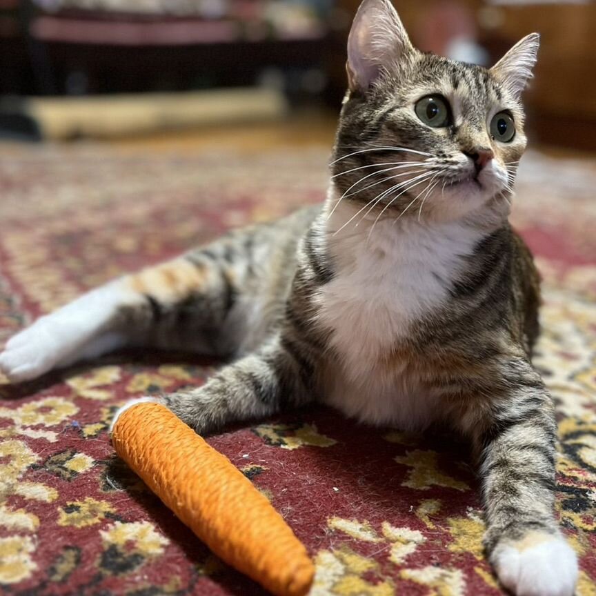 Кошка