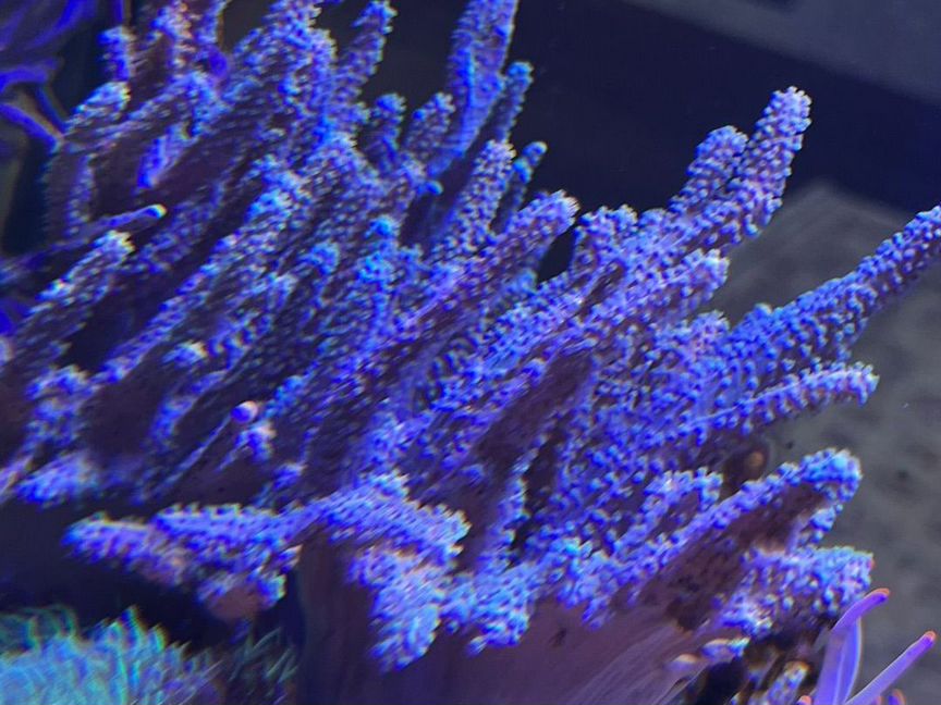 Морские кораллы