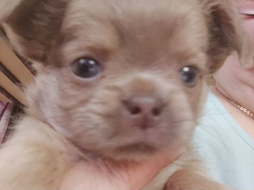 Маленькая собака чихуахуа