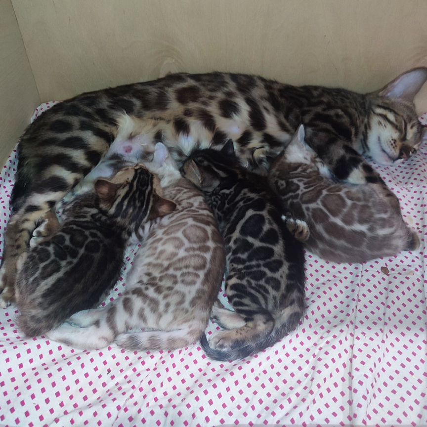Бенгальские котята