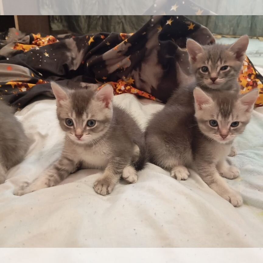 Отдам котят в хорошие руки, писать в лс
