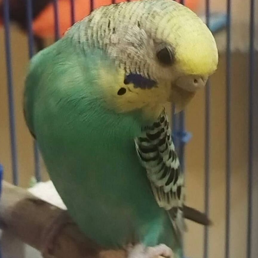 Волнистый попугай. Девочка