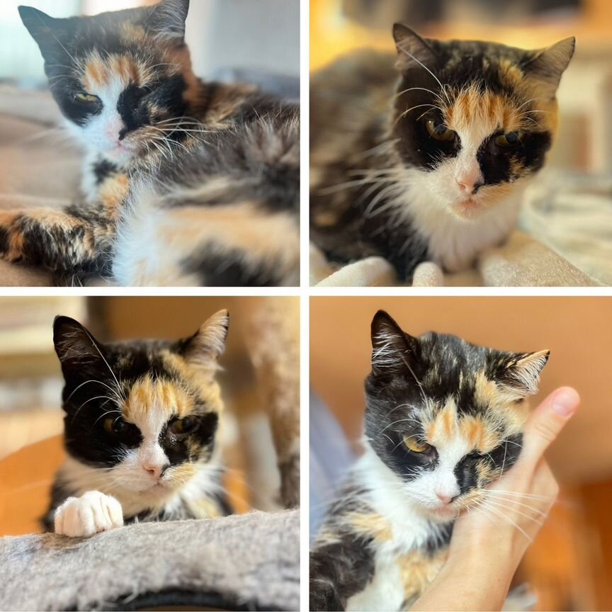 Ждет хозяина