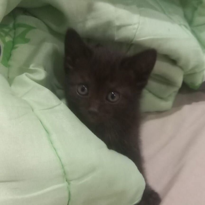 Отдам котенка в добрые руки мальчика