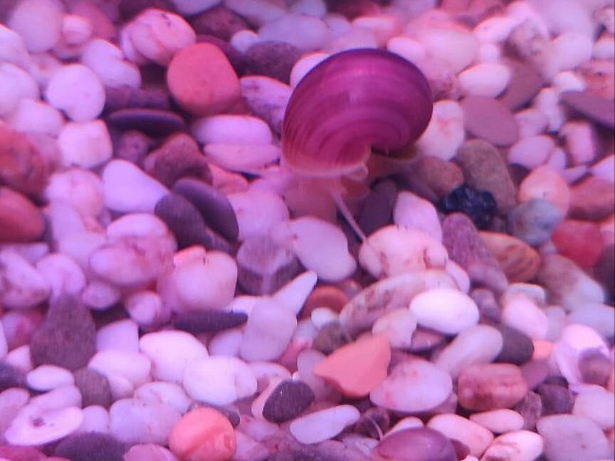 Ампулярия молодь, бесплатно