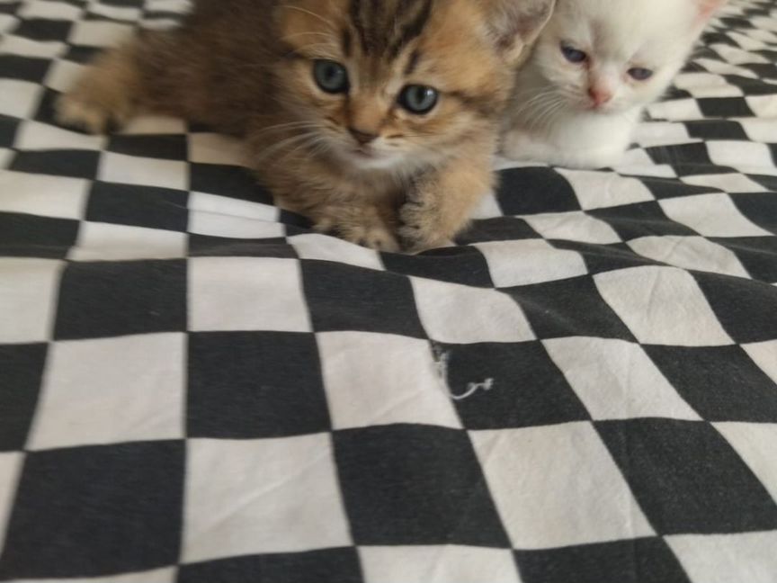 Продам котят